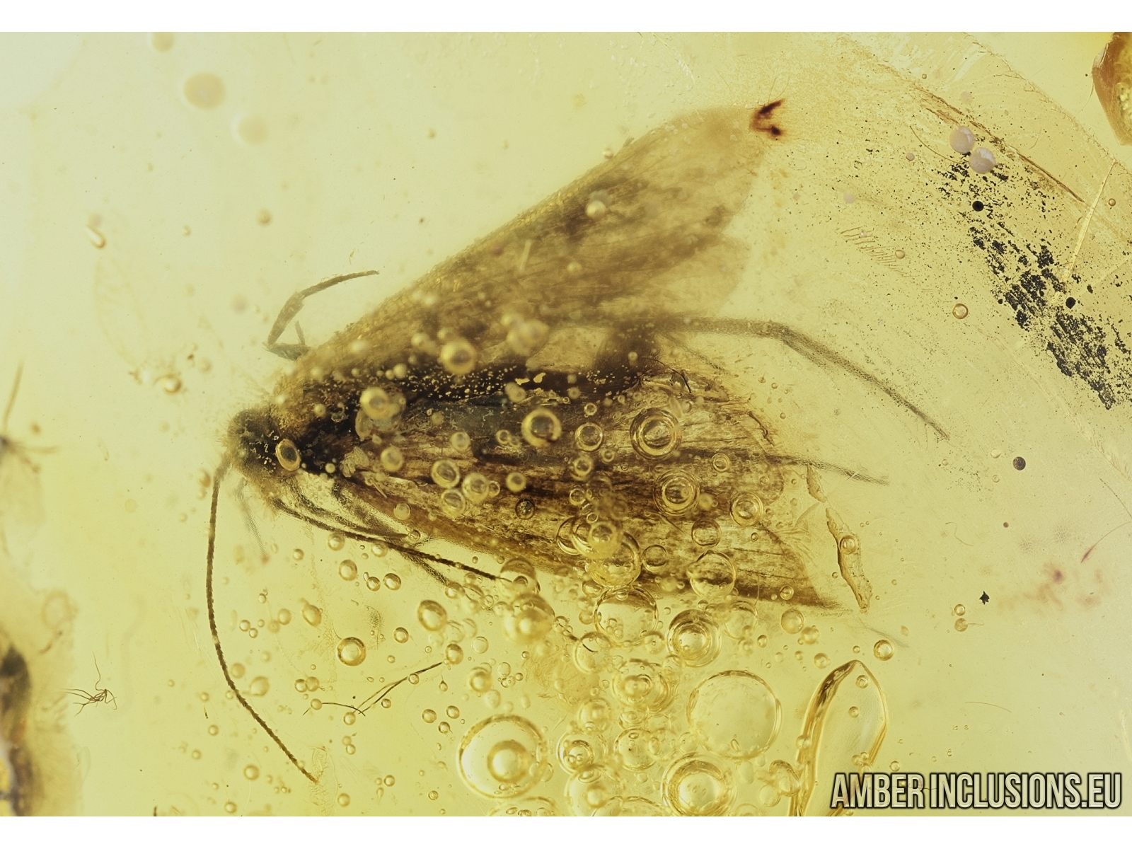 Nice Moth, Lepidoptera. Fossil insect in Baltic amber #7378 | www ...