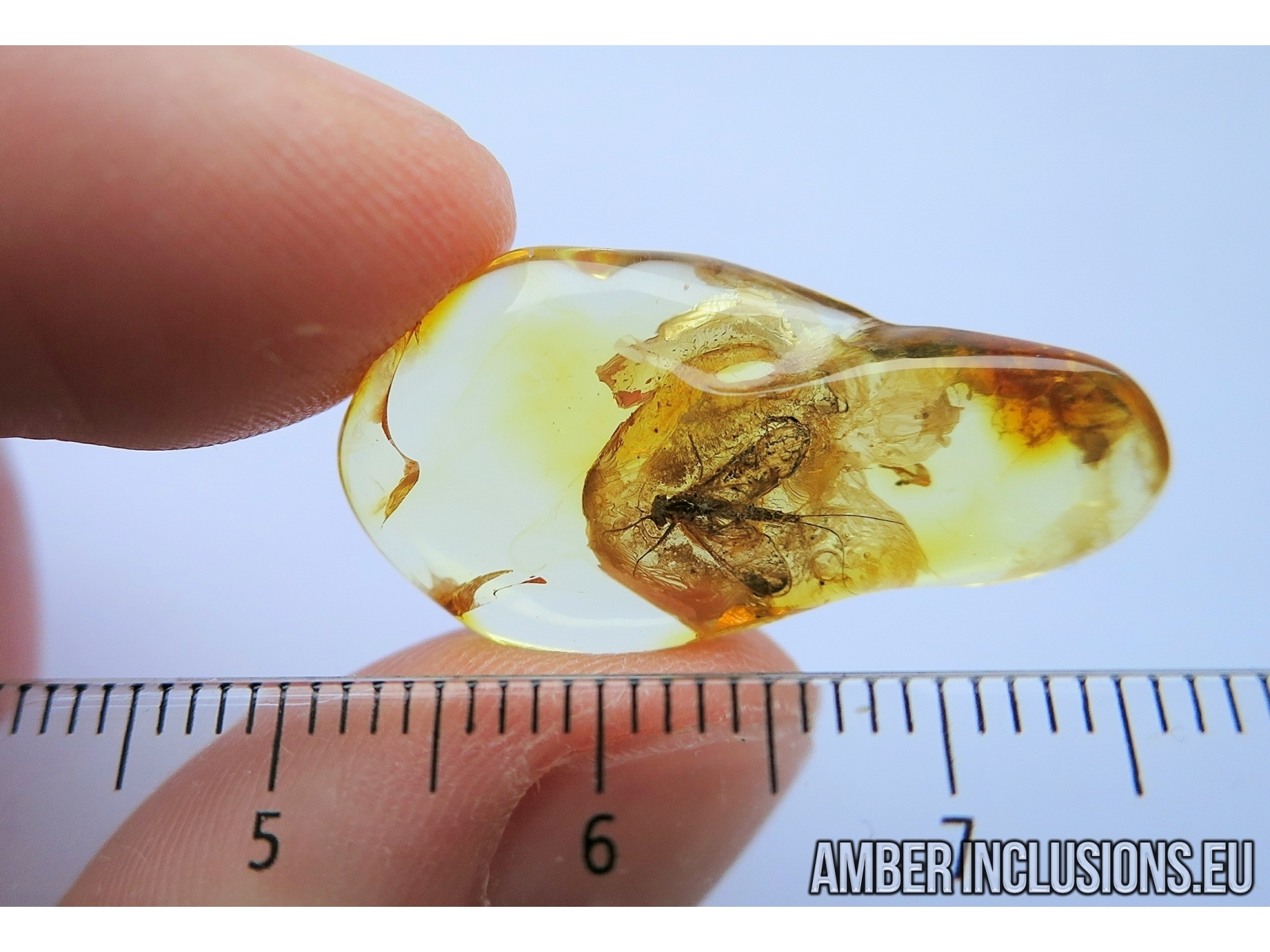 Mayfly, Ephemeroptera. Fossil insect in Baltic amber stone #7463 | www ...