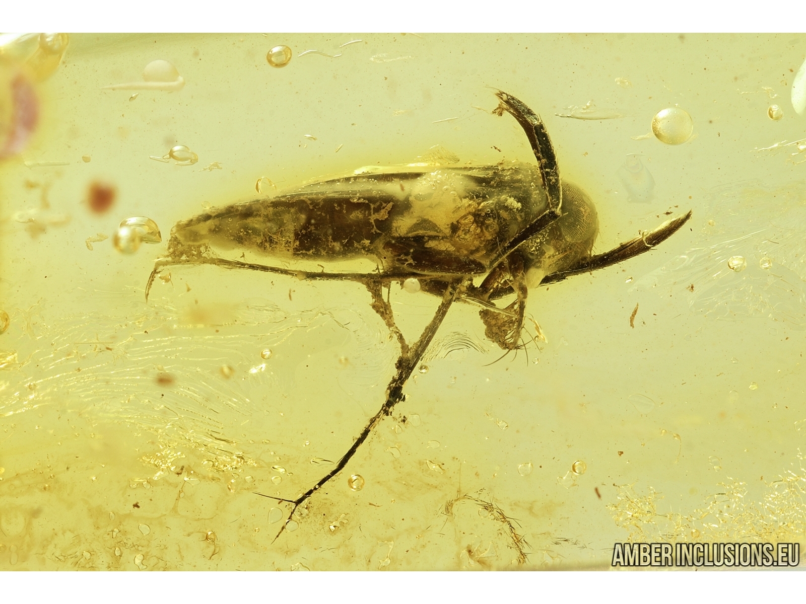 Extremely Rare Bug, Water boatman, Corixidae. Fossil insect in Baltic ...