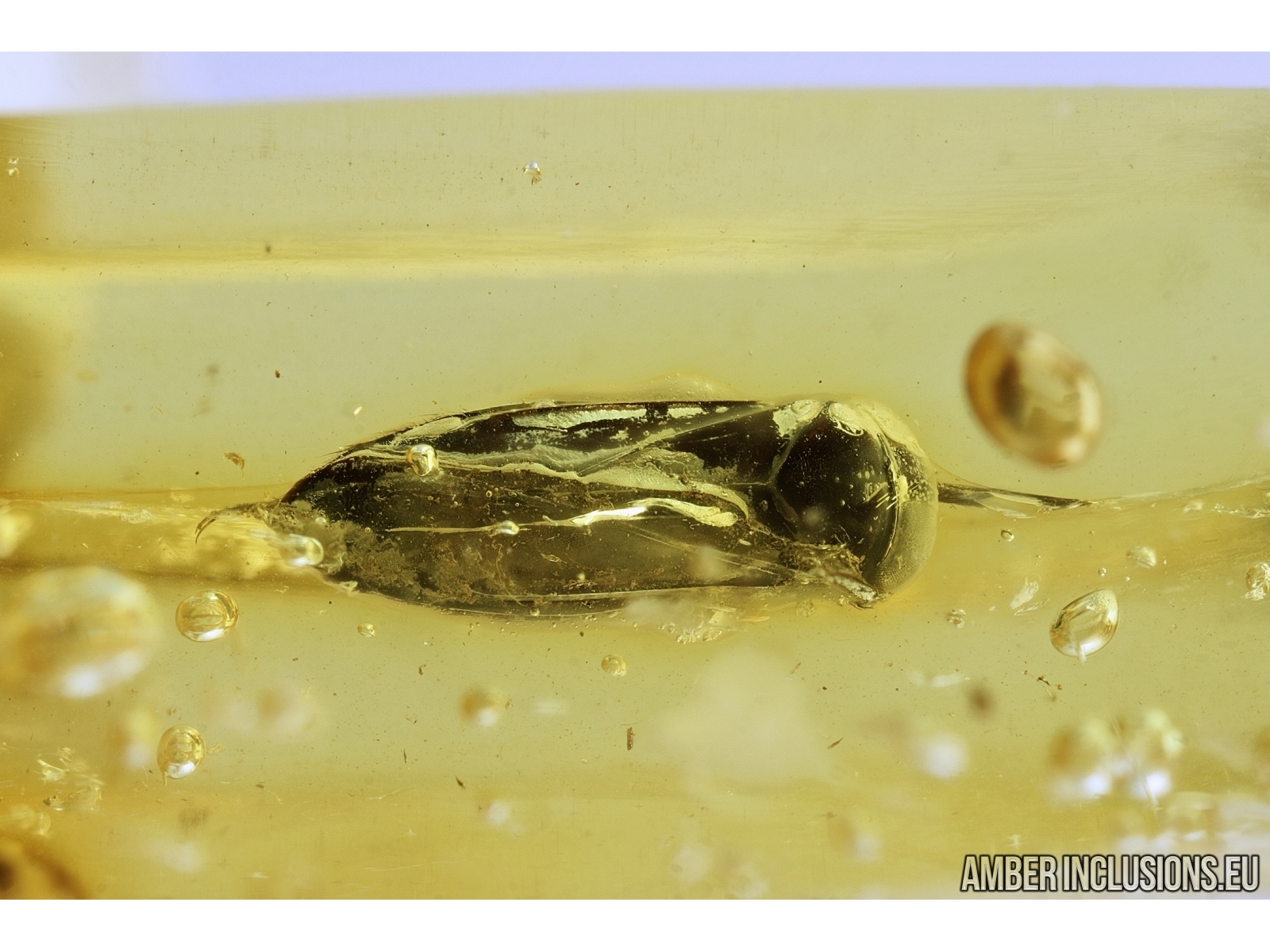 Extremely Rare Bug, Water boatman, Corixidae. Fossil insect in Baltic ...