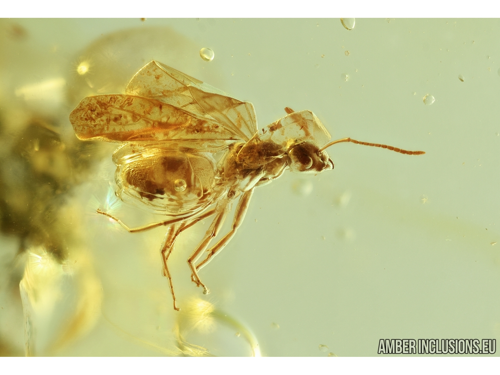 Winged Ant, Hymenoptera. Fossil inclusion in Ukrainian Rovno amber ...
