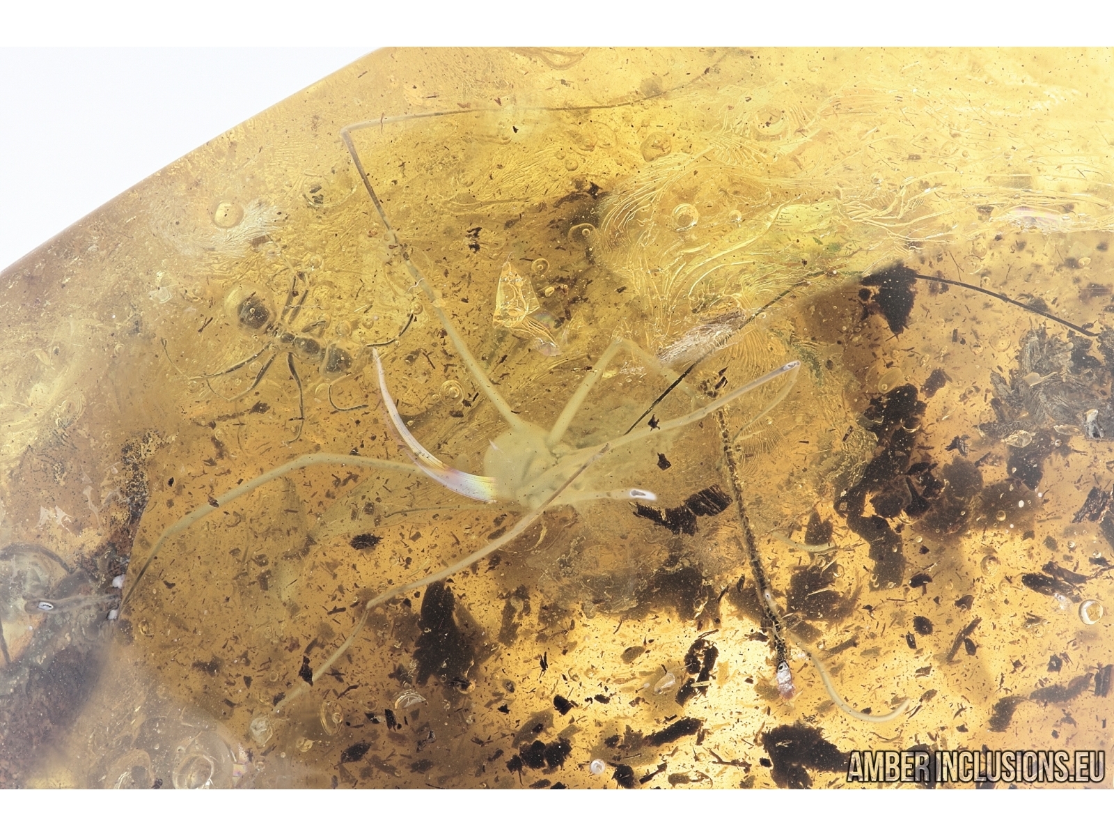 Big Harvestman Opiliones, Ant and Spider. Fossil inclusions in ...