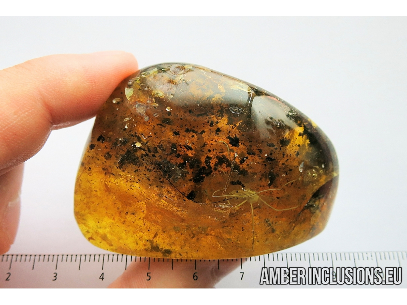 Big Harvestman Opiliones, Ant and Spider. Fossil inclusions in ...