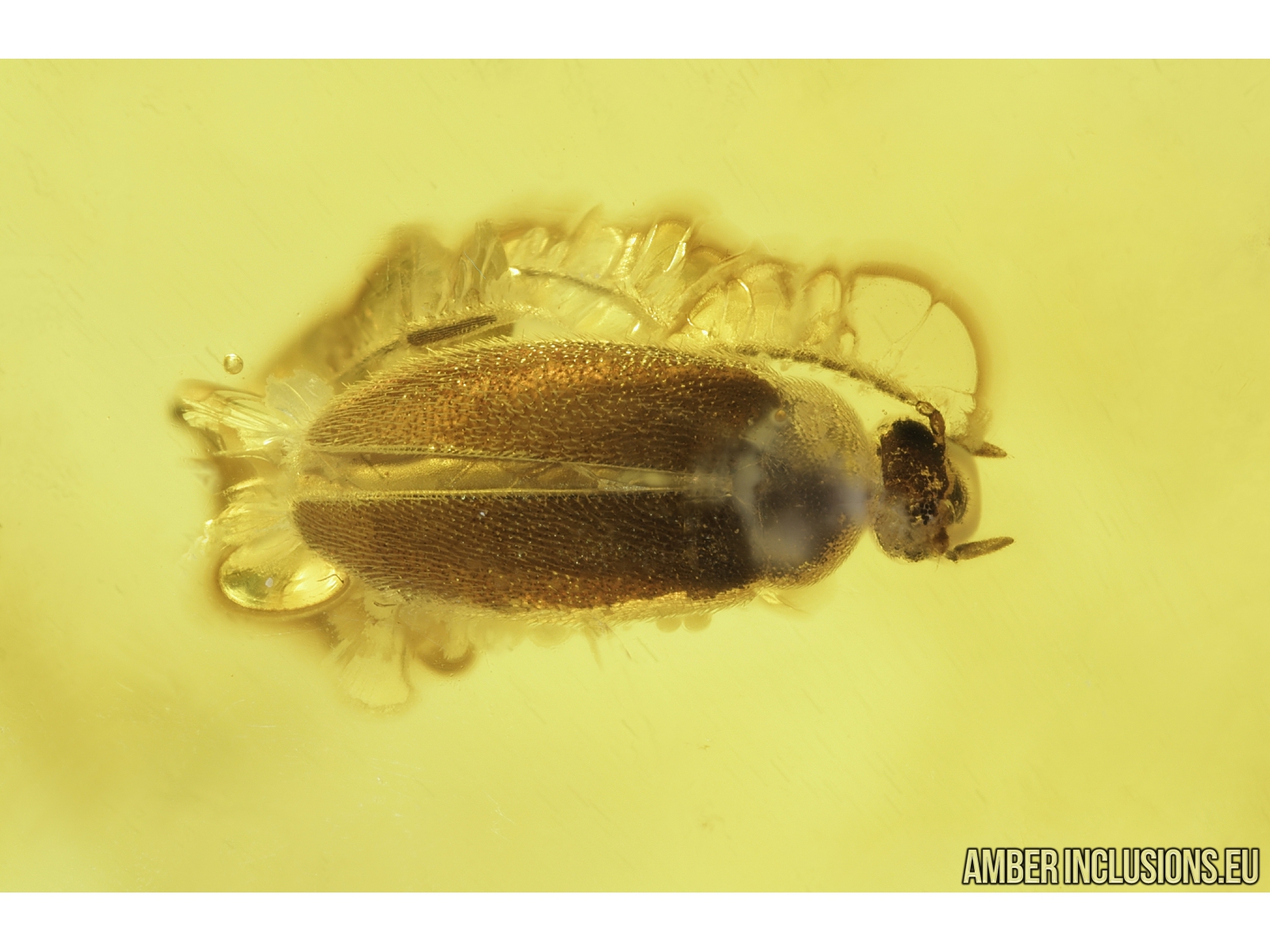False Flower Beetle, Scraptiidae. Fossil insect in Baltic amber #8266 ...