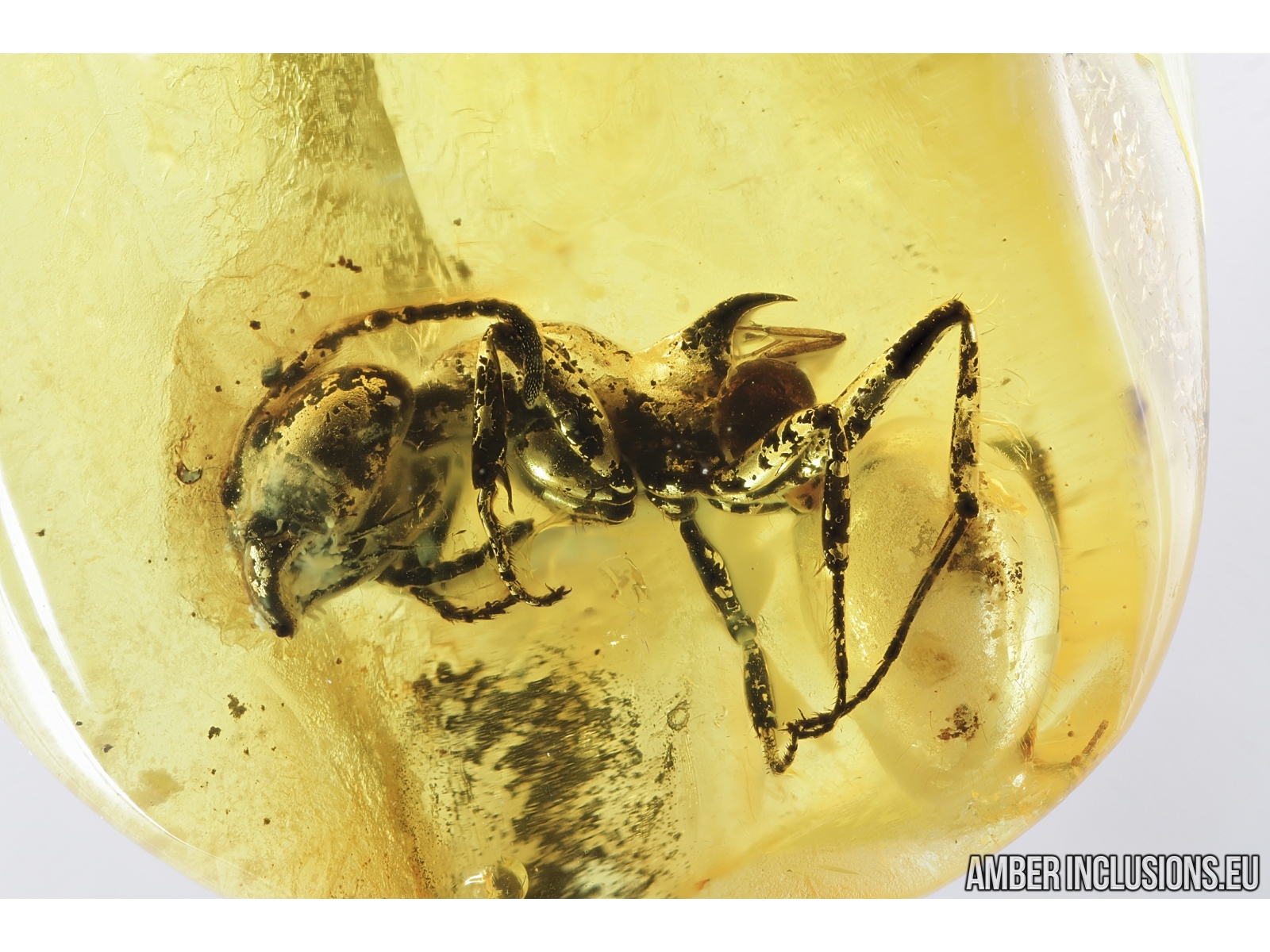 Rare Ant, Hymenoptera. Fossil insect in Baltic amber #8607 | www ...