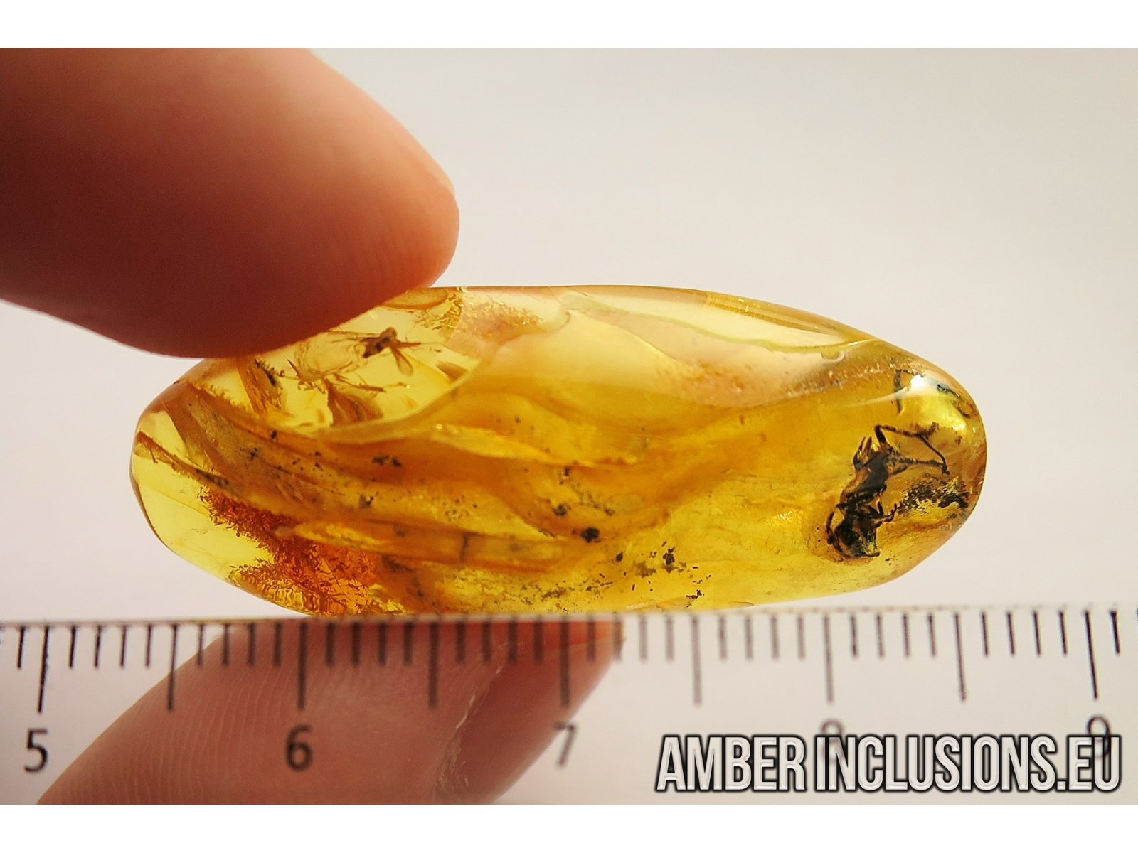 Rare Ant, Hymenoptera. Fossil insect in Baltic amber #8607 | www ...