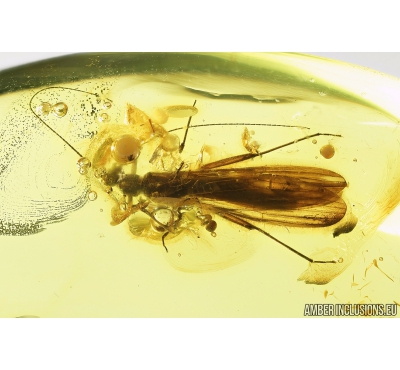 Big 11mm Stonefly, Plecoptera. Fossil insect in Baltic amber #8744 ...
