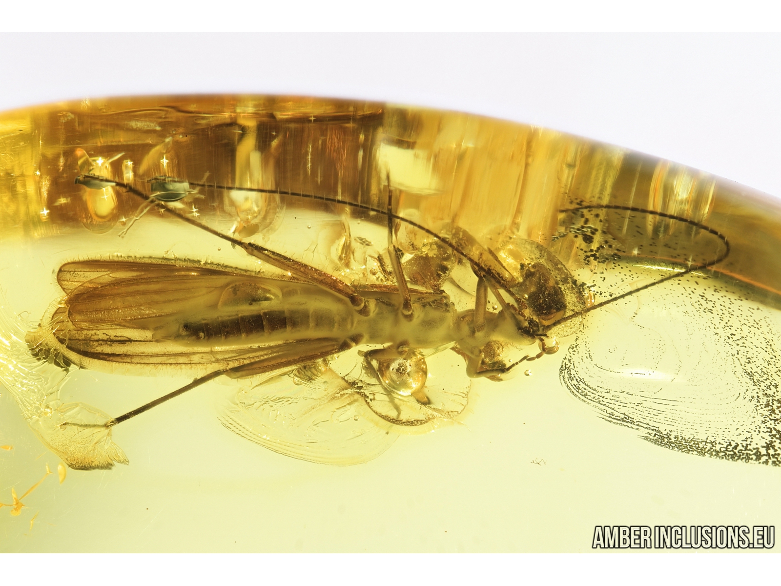 Big 11mm Stonefly, Plecoptera. Fossil insect in Baltic amber #8744 ...