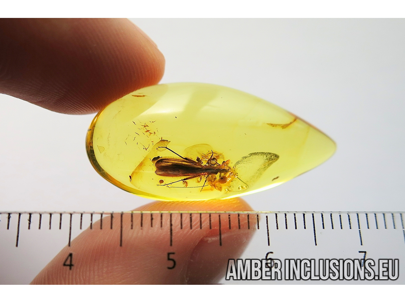 Big 11mm Stonefly, Plecoptera. Fossil insect in Baltic amber #8744 ...