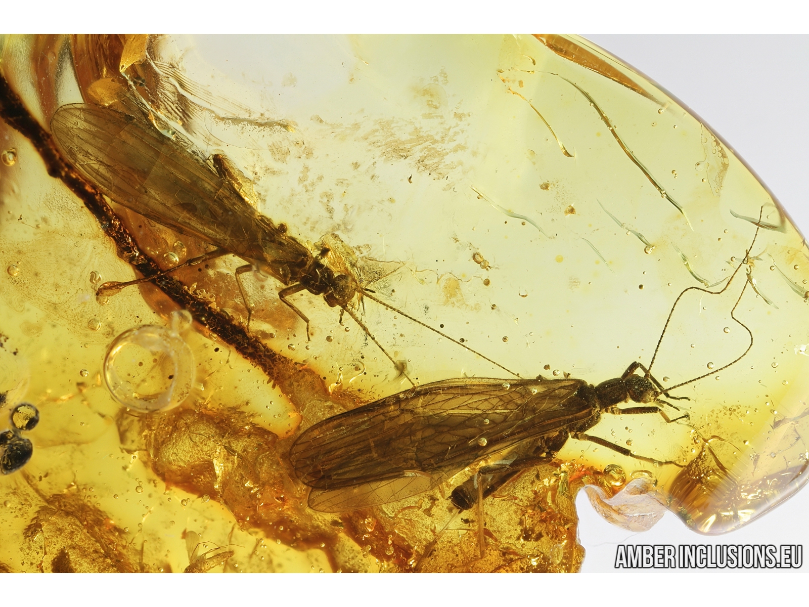 Two Stoneflies, Plecoptera. Fossil insects in Baltic amber #8786 | www ...