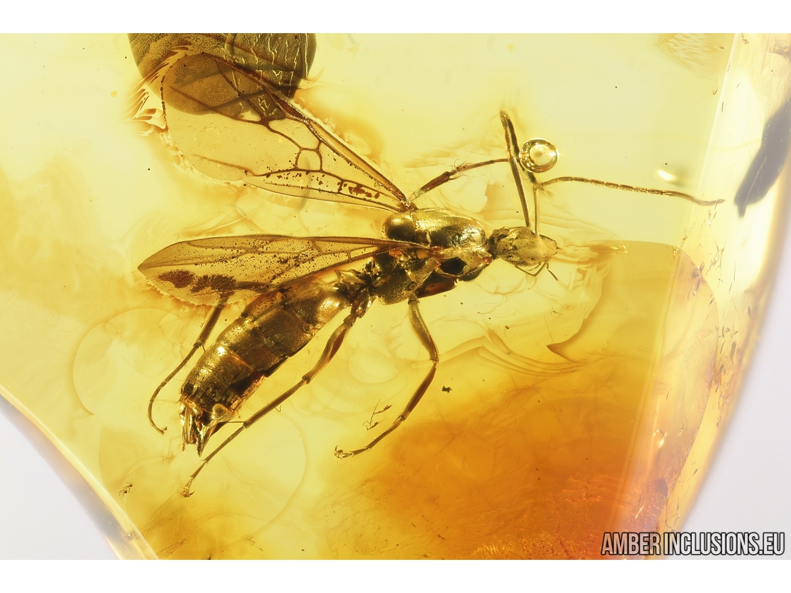 Big Winged Ant Formicidae Formica flori. Fossil inclusion in Baltic ...