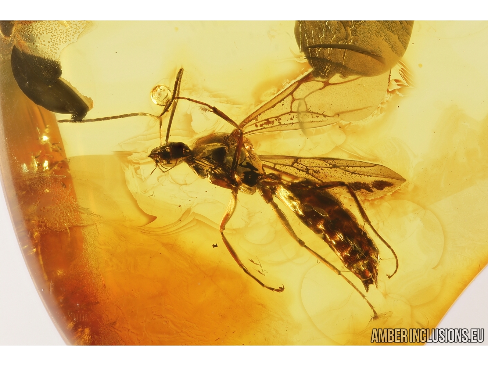 Big Winged Ant Formicidae Formica flori. Fossil inclusion in Baltic ...