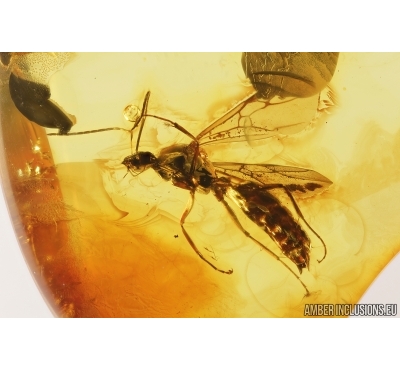 Big Winged Ant Formicidae Formica flori. Fossil inclusion in Baltic ...