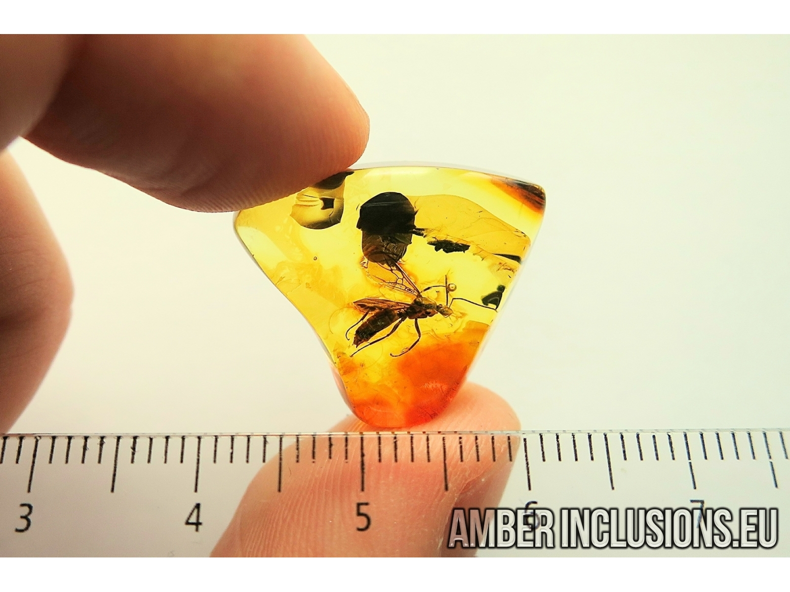 Big Winged Ant Formicidae Formica flori. Fossil inclusion in Baltic ...