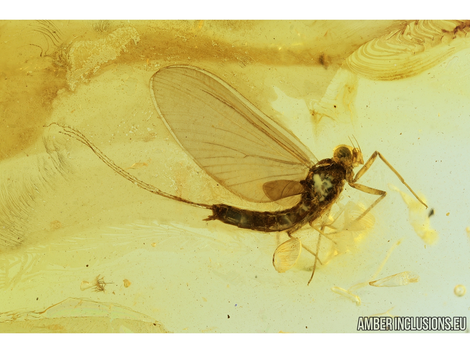 Mayfly, Ephemeroptera. Fossil insect in Baltic amber stone #8970 | www ...