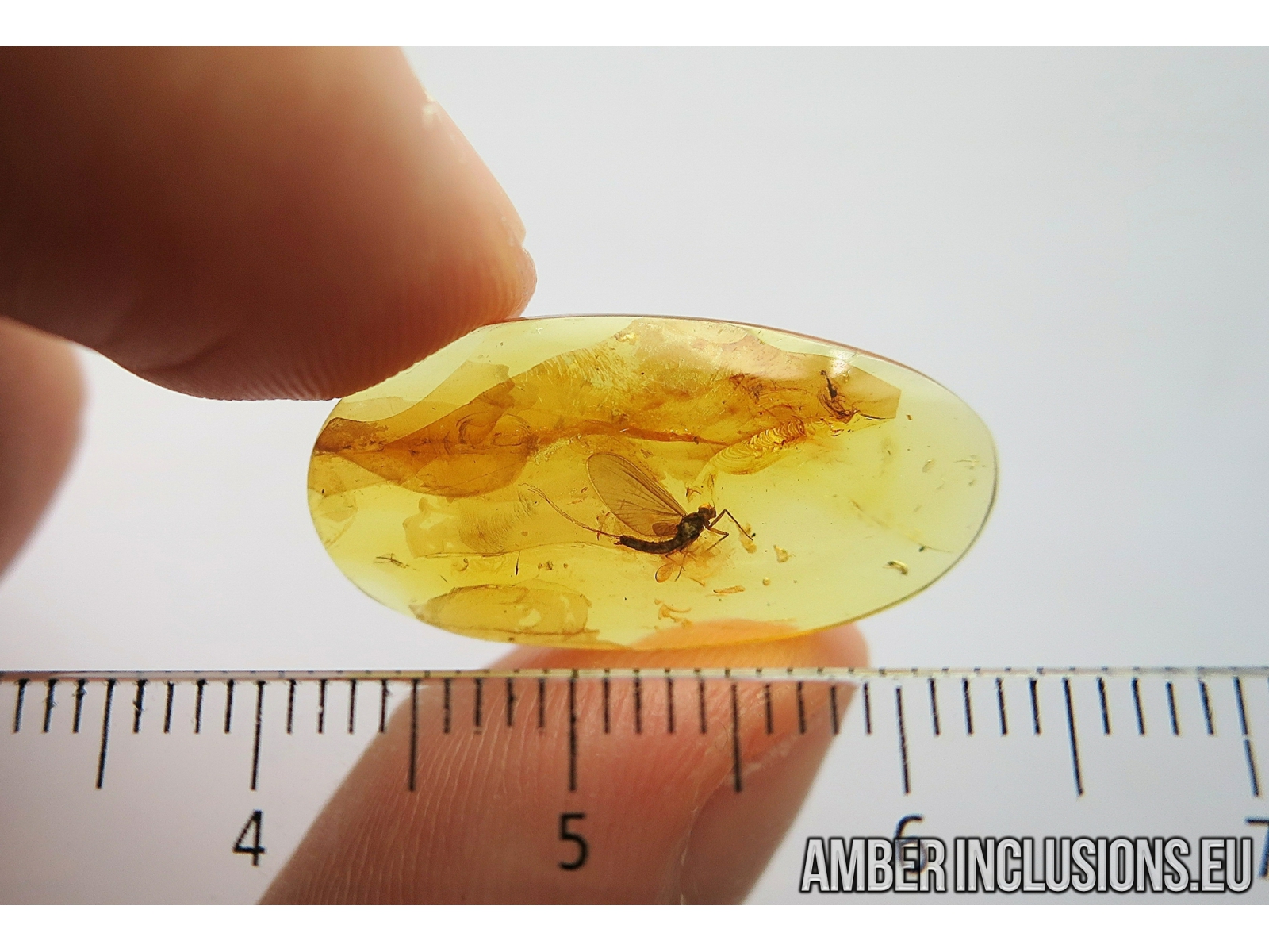 Mayfly, Ephemeroptera. Fossil insect in Baltic amber stone #8970 | www ...