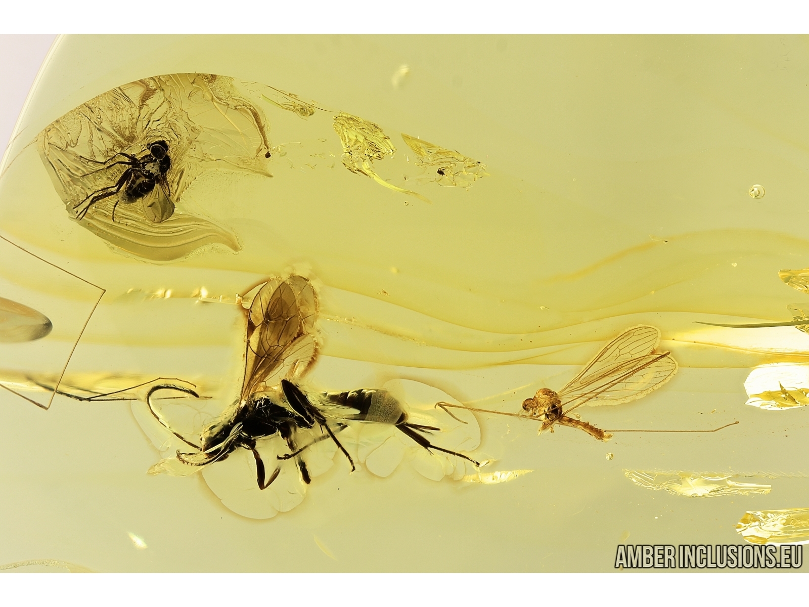 Wasp Hymenoptera, Crane Fly Limoniidae and Long-legged fly ...