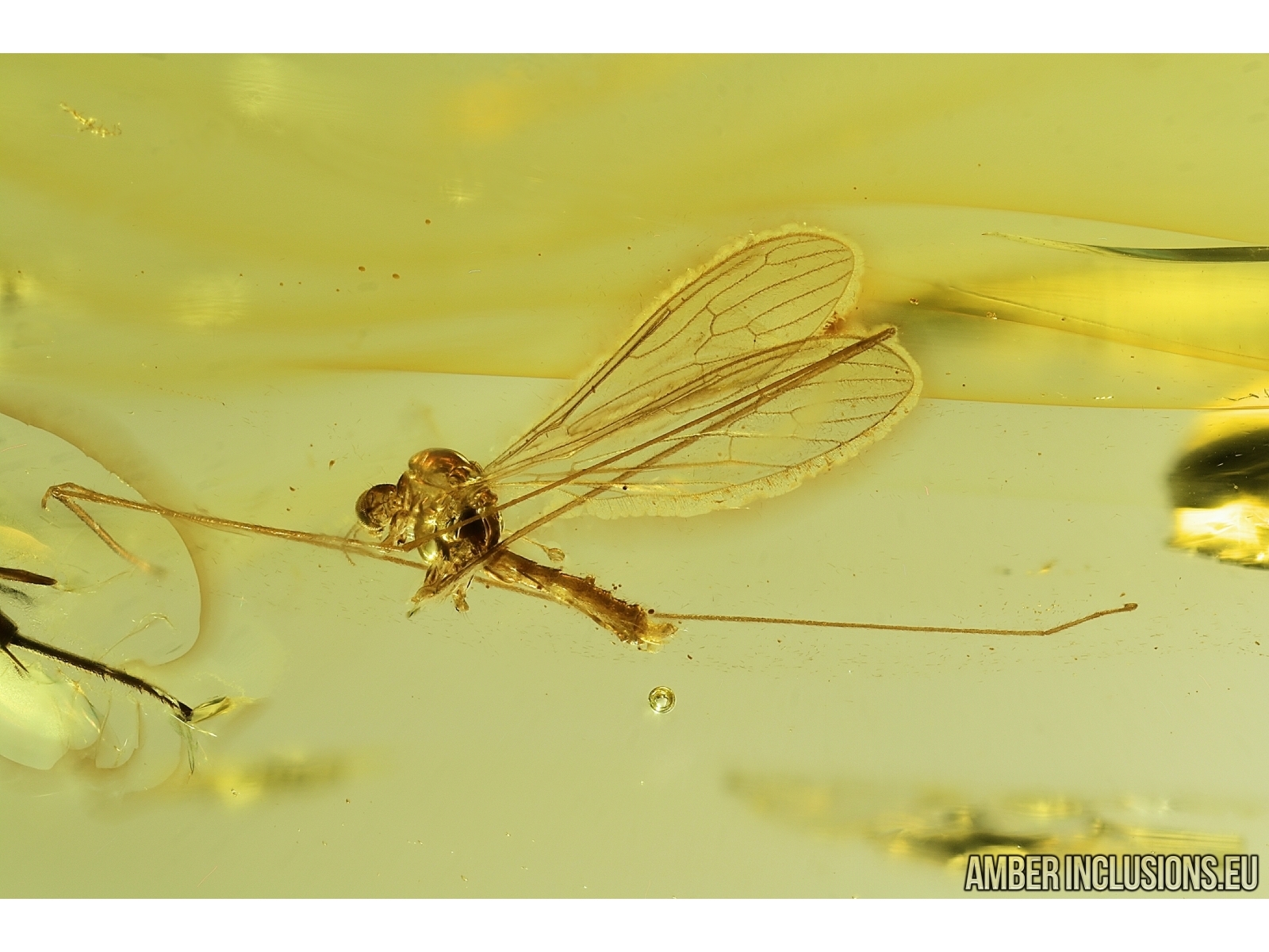 Wasp Hymenoptera, Crane Fly Limoniidae and Long-legged fly ...