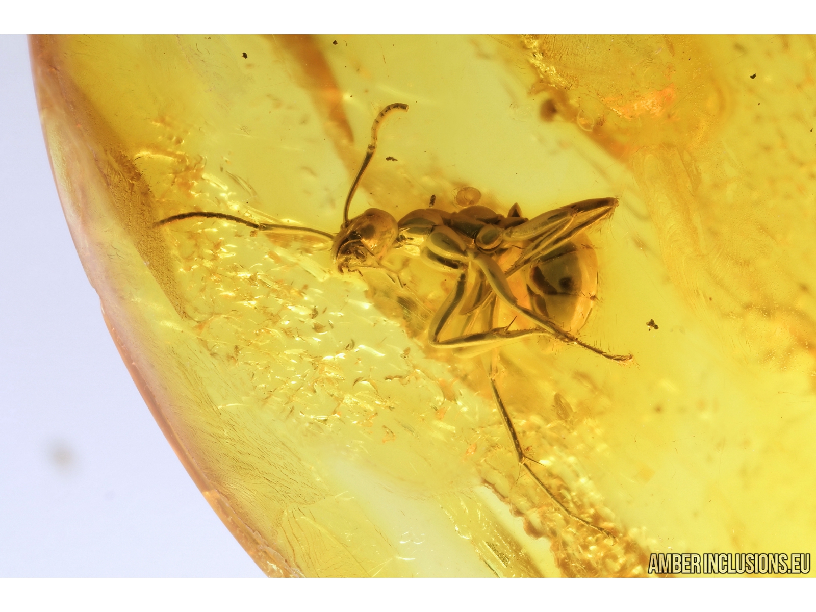 Nice Ant, Hymenoptera. Fossil insect in Baltic amber #9320 | www ...