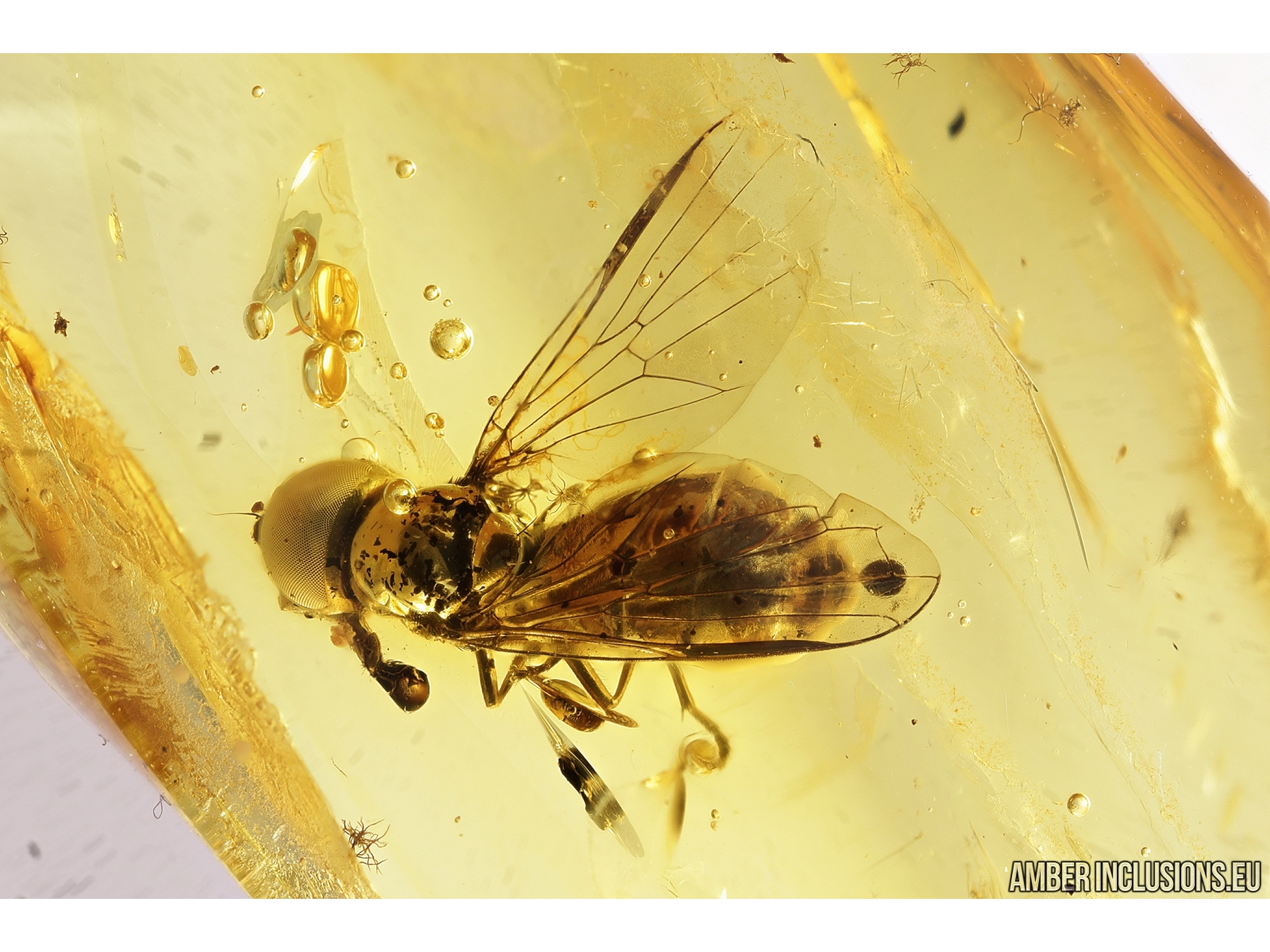 Rocks & Geodes Home & Living Home Décor Baltic Amber with Insect ...