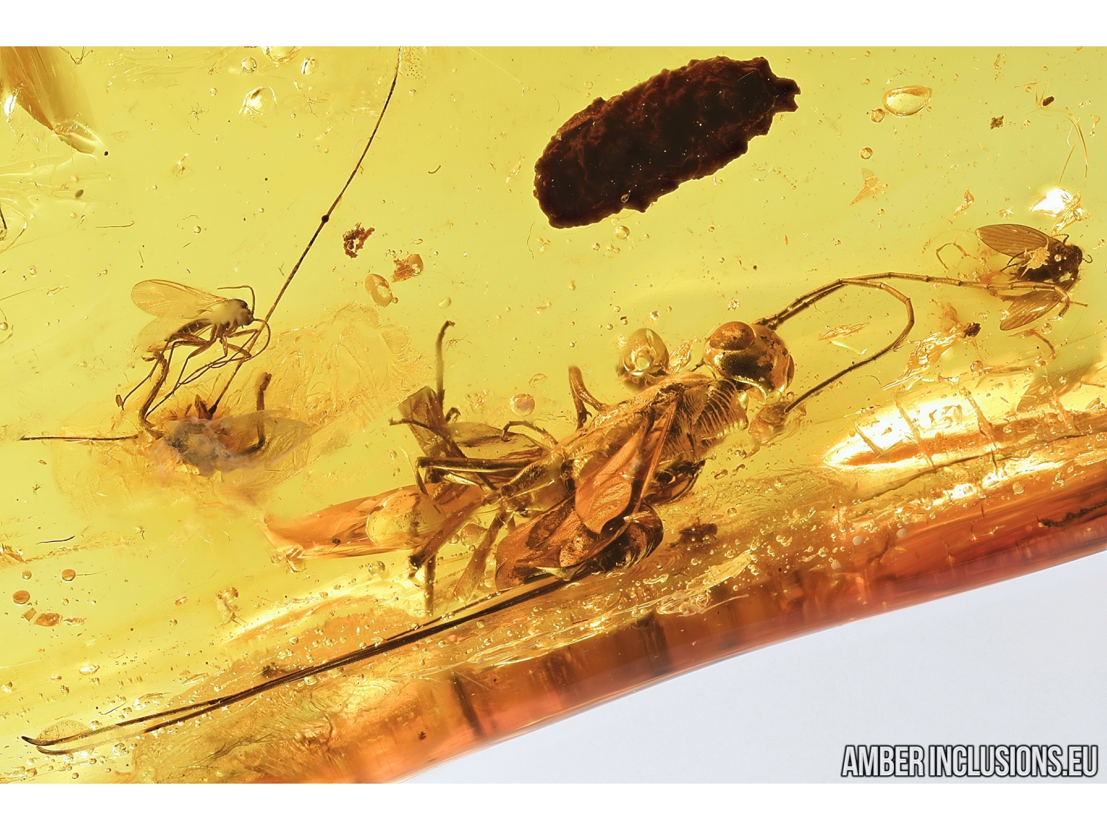 Rare Large Wasp Hymenoptera Aulacidae. Fossil insect in Baltic amber ...