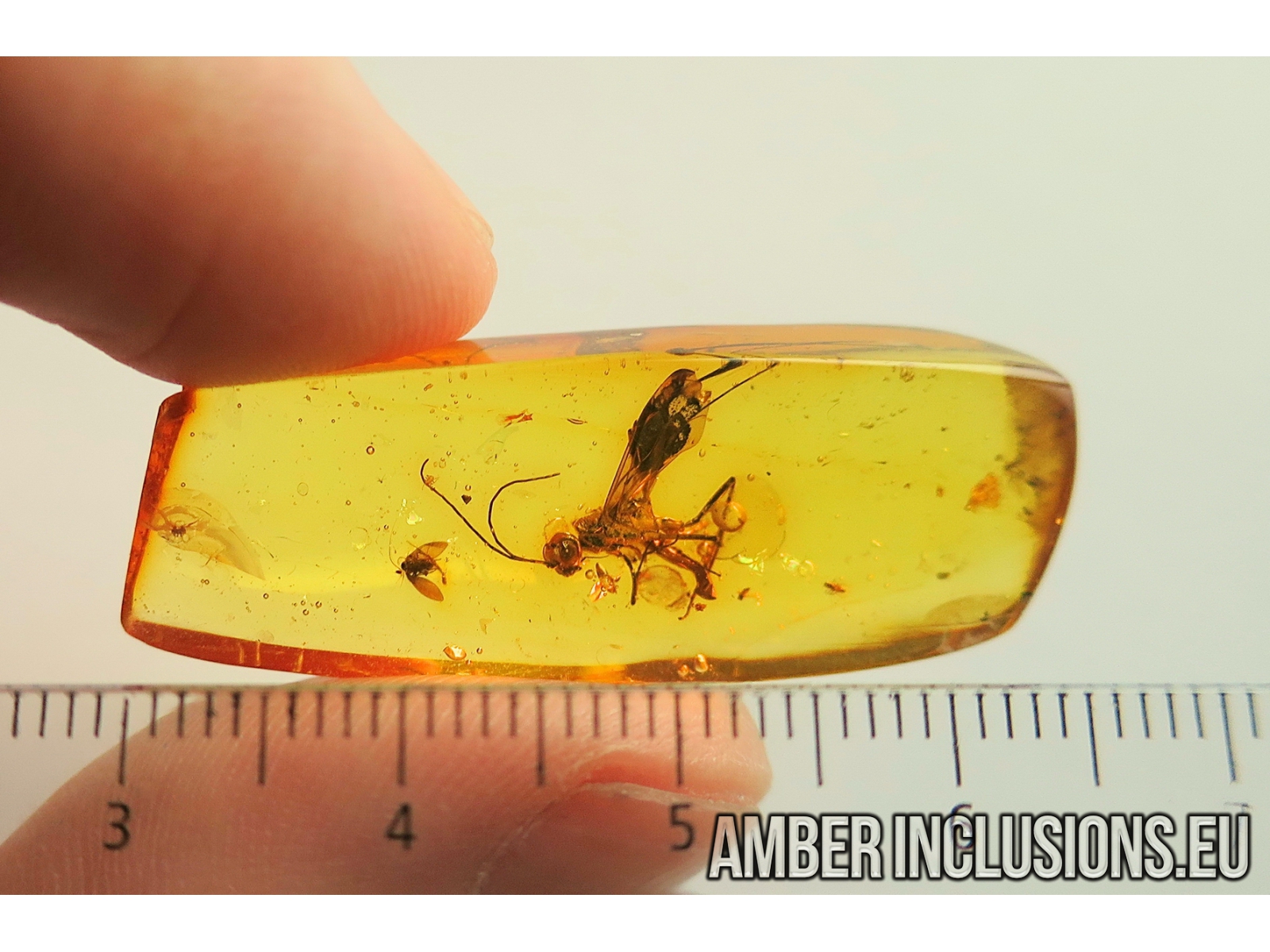 Rare Large Wasp Hymenoptera Aulacidae. Fossil insect in Baltic amber ...