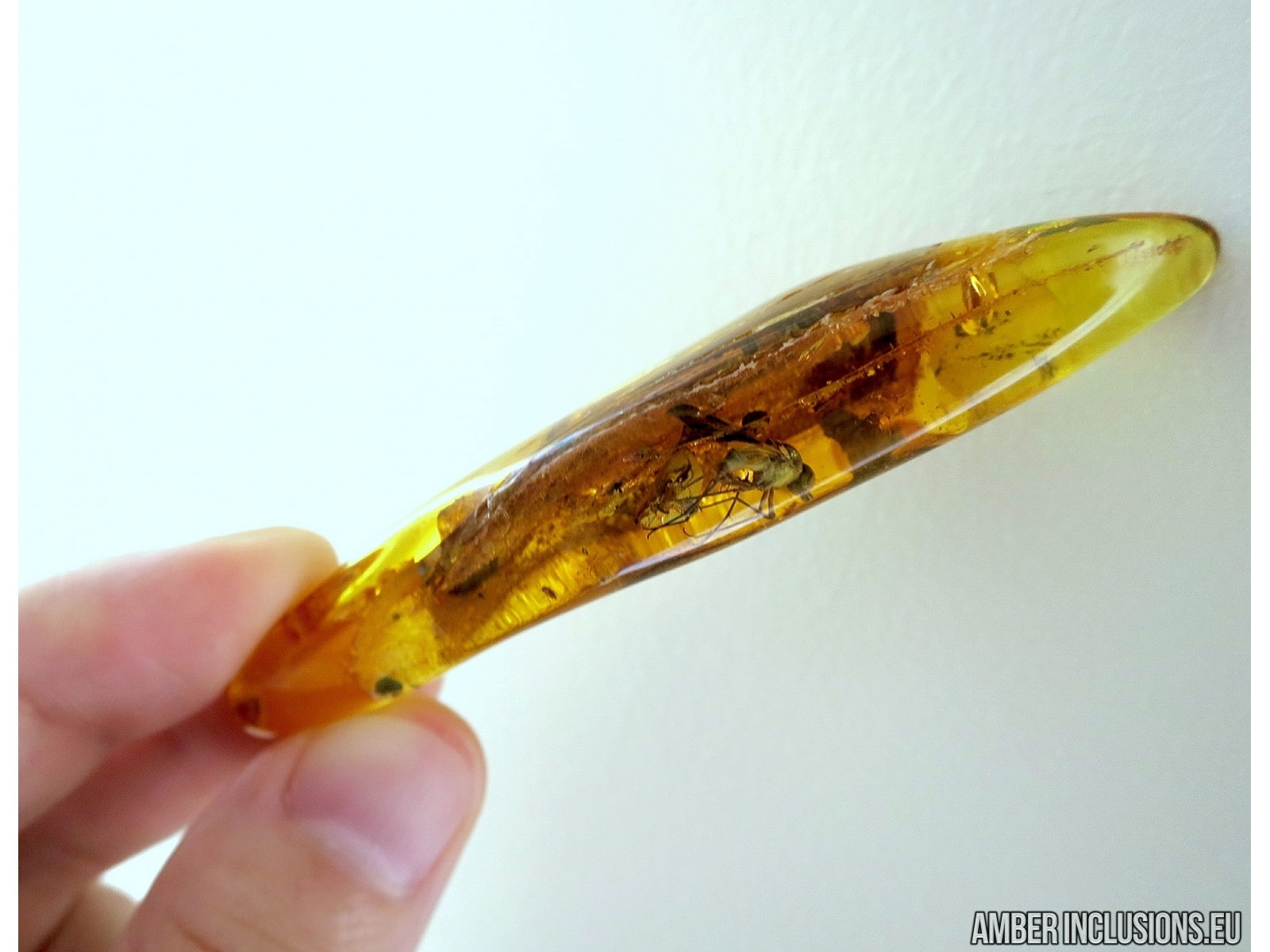 Extremely rare ACTION! FLY WITH TWO (!!) PSEUDOSCORPIONS (PHORESY ...